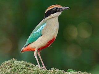 Fairy Pitta - eBird