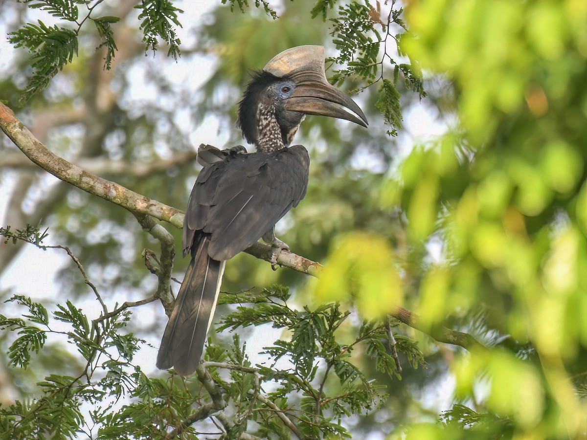 Yellow-casqued Hornbill - Ceratogymna elata - Birds of the World