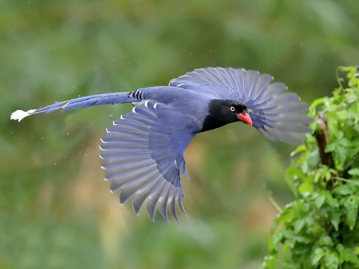Taiwan Blue-Magpie - Urocissa caerulea - Birds of the World