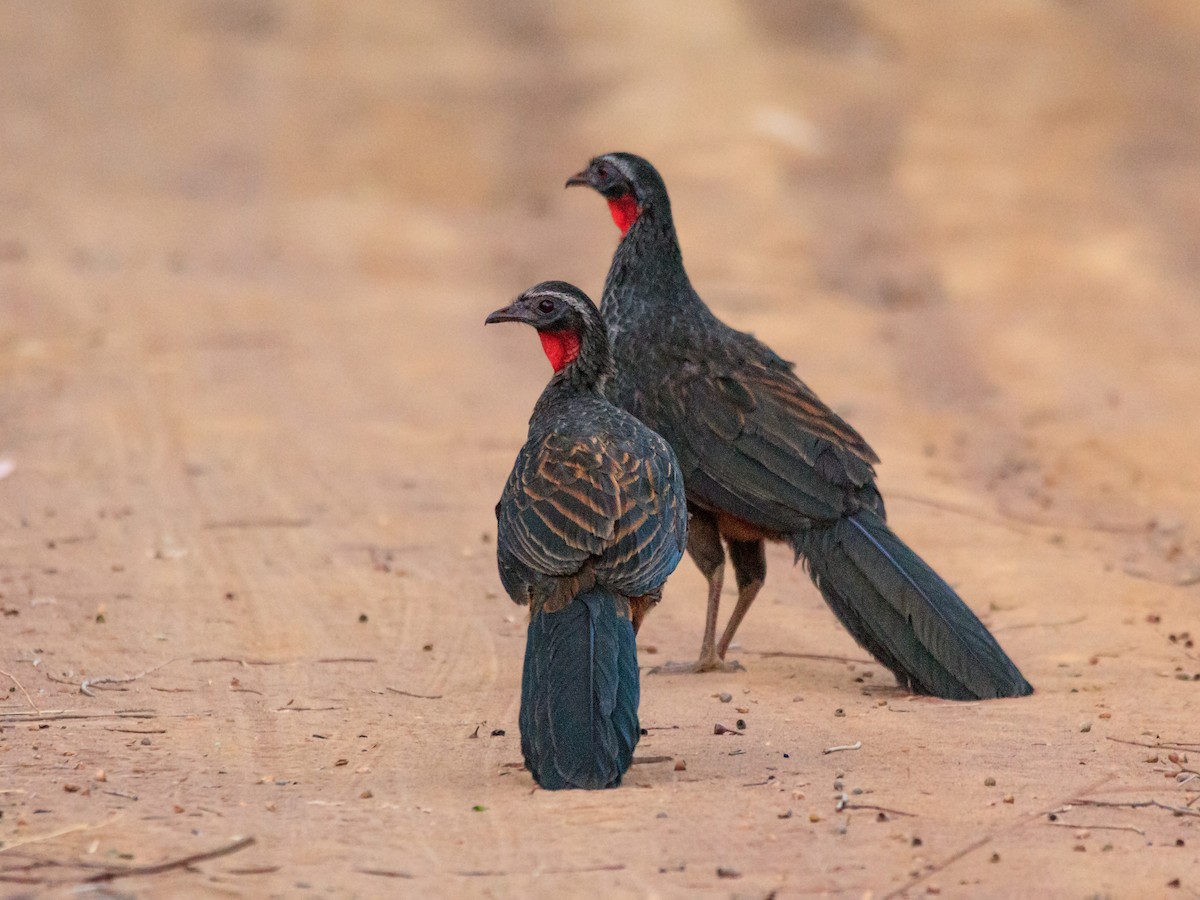 Rusty-margined Guan - Penelope superciliaris - Birds of the World