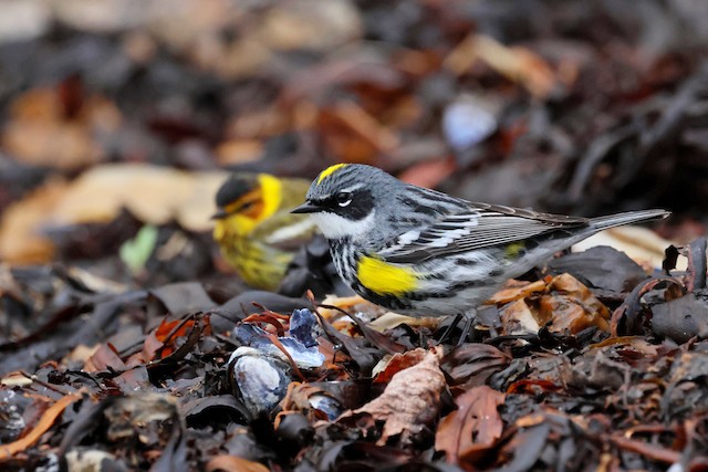 Taiwan Bird Atlas - Discover a new world of birding...