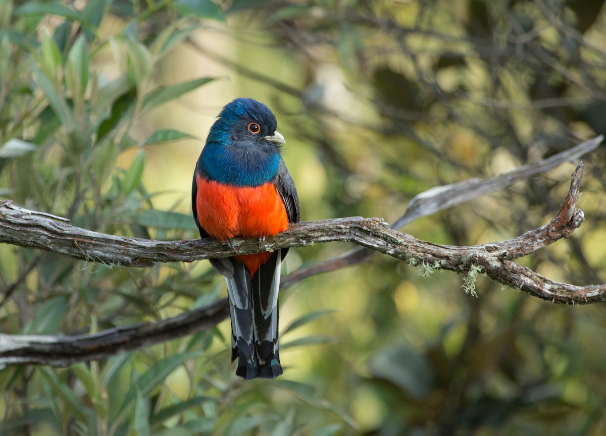 eBird Checklist - 17 May 2017 - -22,3741x-44,7592 - 17 de mai de 2017 ...