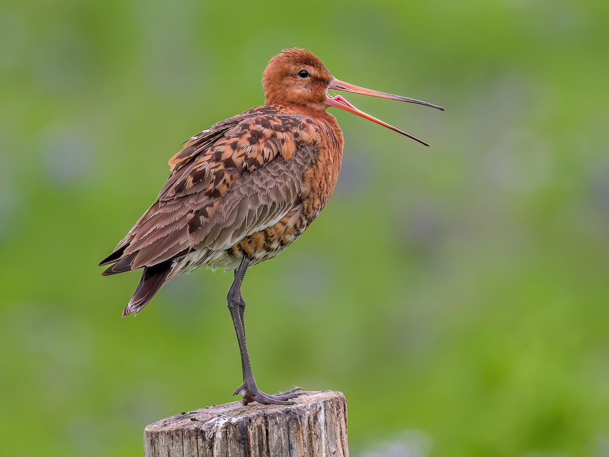 Black-tailed Godwit - Limosa limosa - Birds of the World