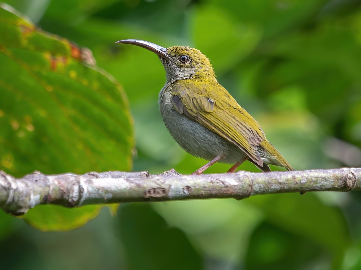 Gray-breasted Spiderhunter - Arachnothera modesta - Birds of the World