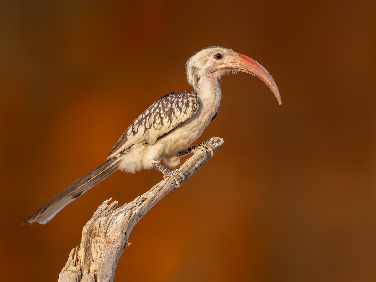 Damara Red-billed Hornbill - Tockus damarensis - Birds of the World