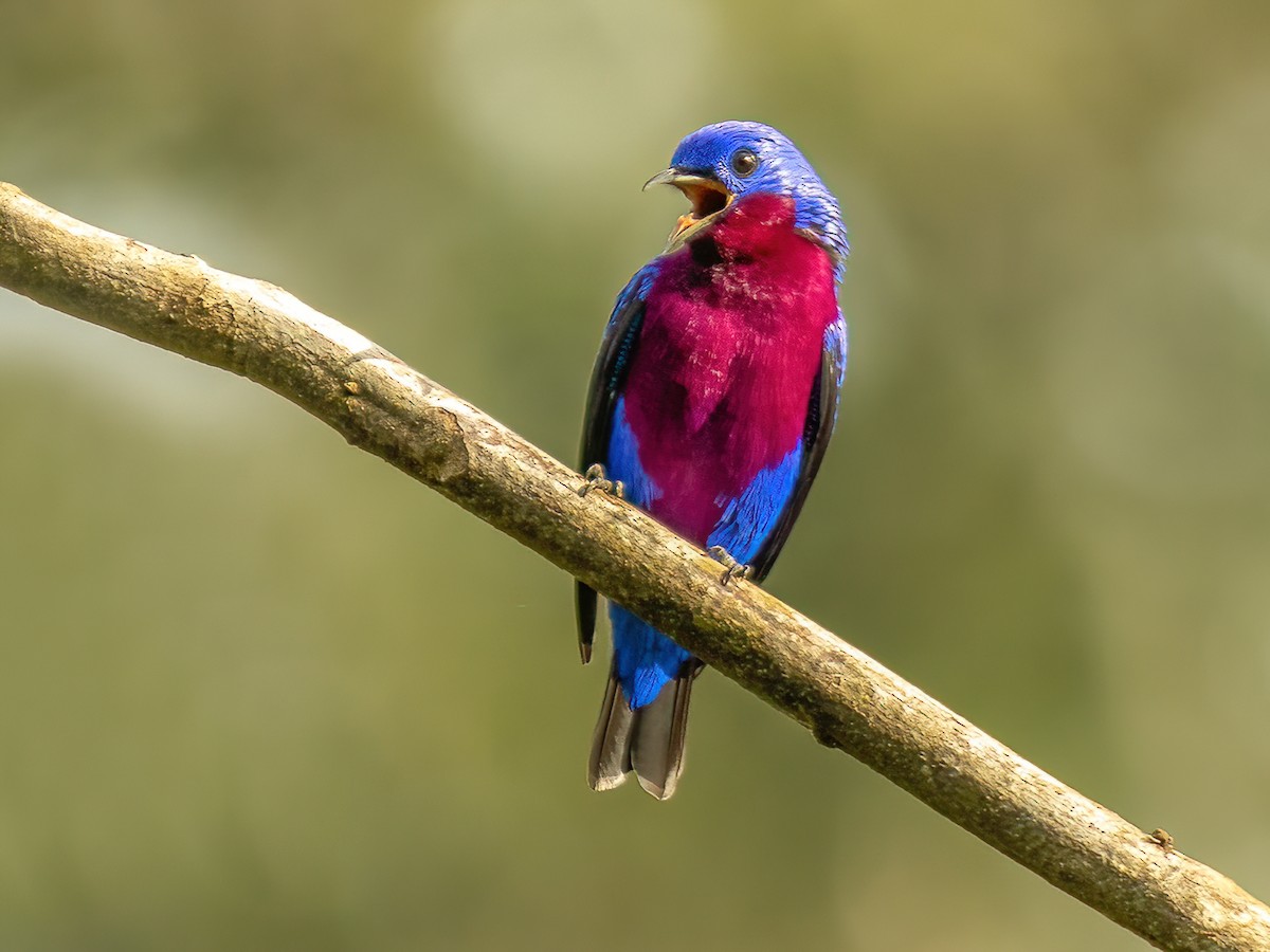 Purple-breasted Cotinga - Cotinga cotinga - Birds of the World