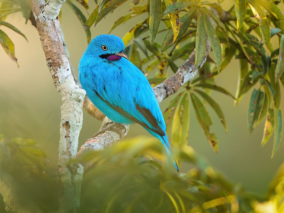 Plum-throated Cotinga - Cotinga maynana - Birds of the World