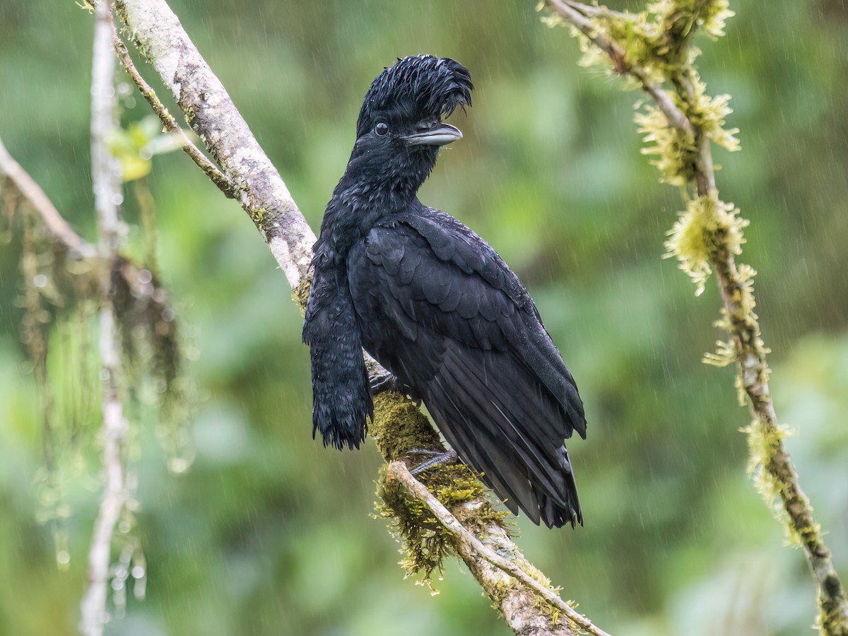 Long-wattled Umbrellabird - Cephalopterus penduliger - Birds of the World