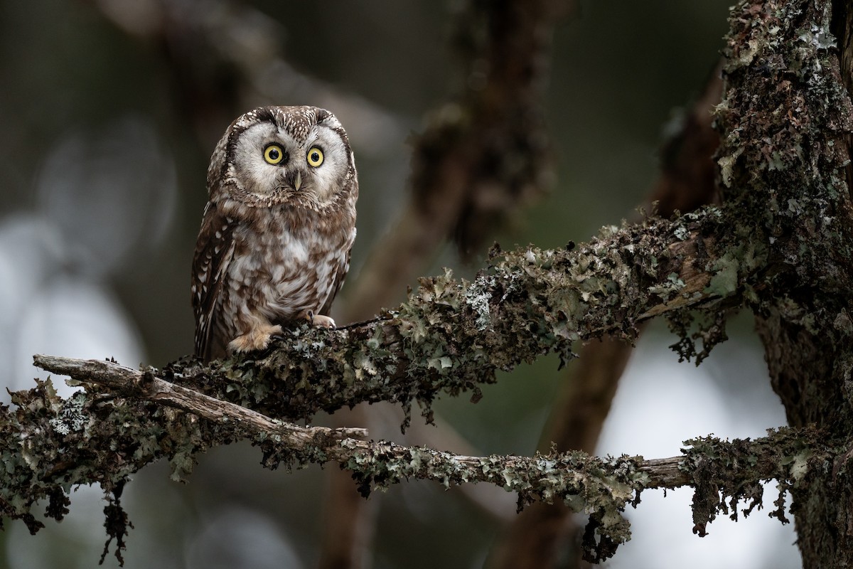 Boreal Owl (Tengmalm's) - eBird