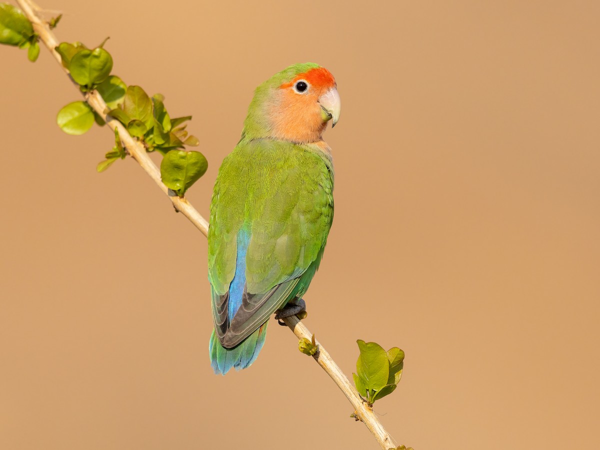 Rosy-faced Lovebird - Agapornis roseicollis - Birds of the World