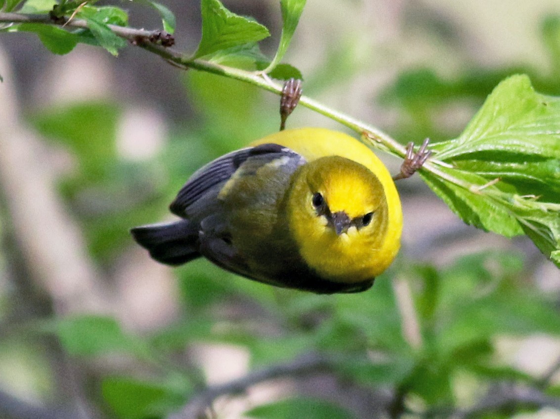 Blue-winged Warbler - eBird