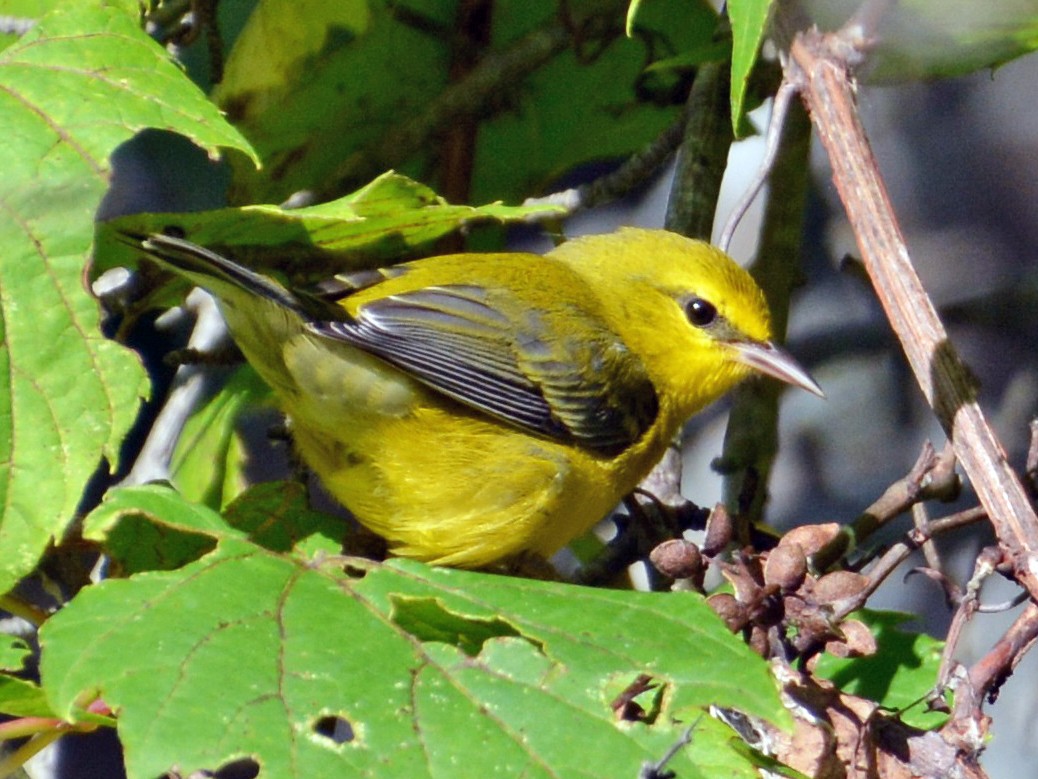 Blue-winged Warbler - eBird