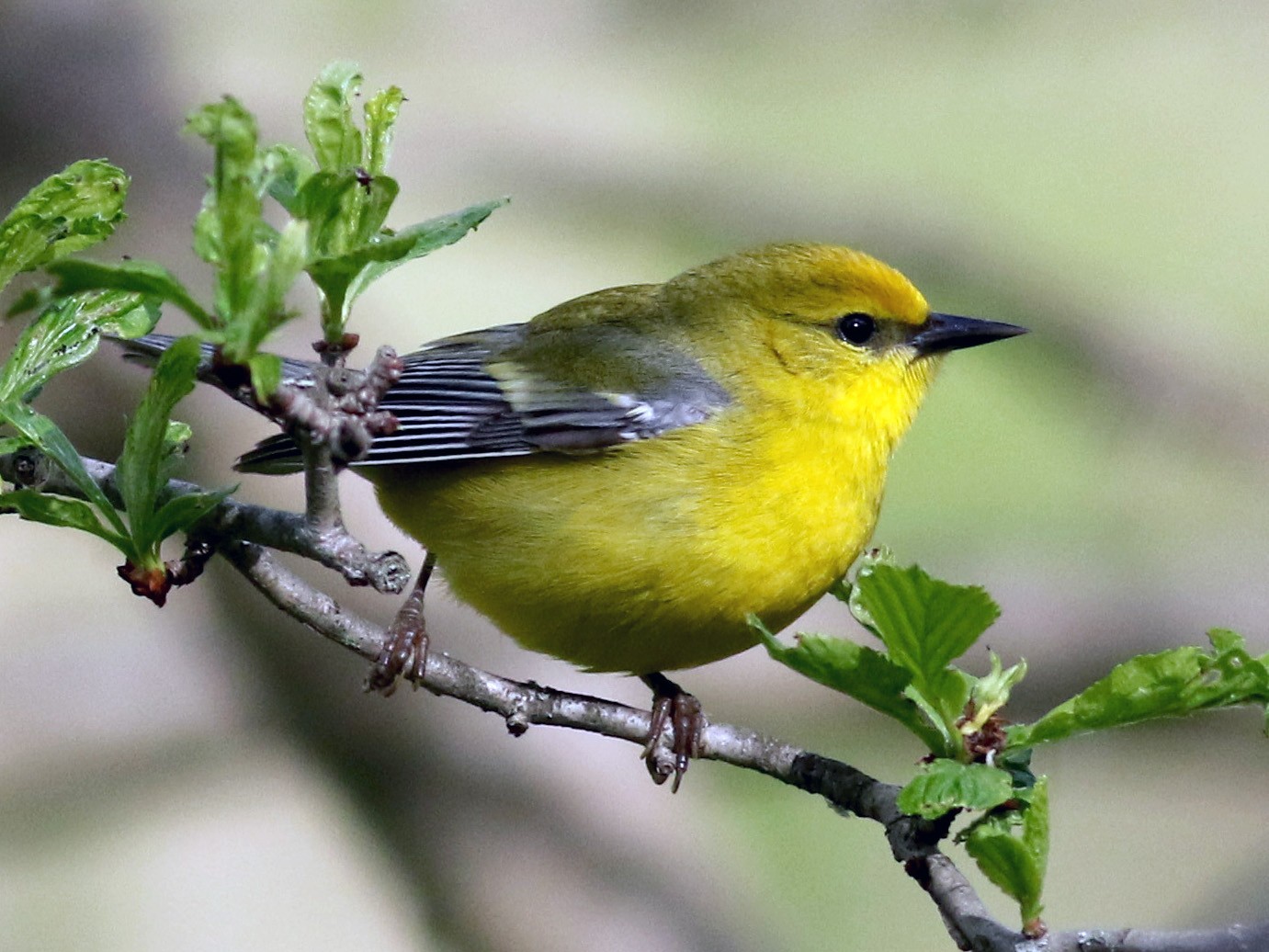 Blue-winged Warbler - eBird