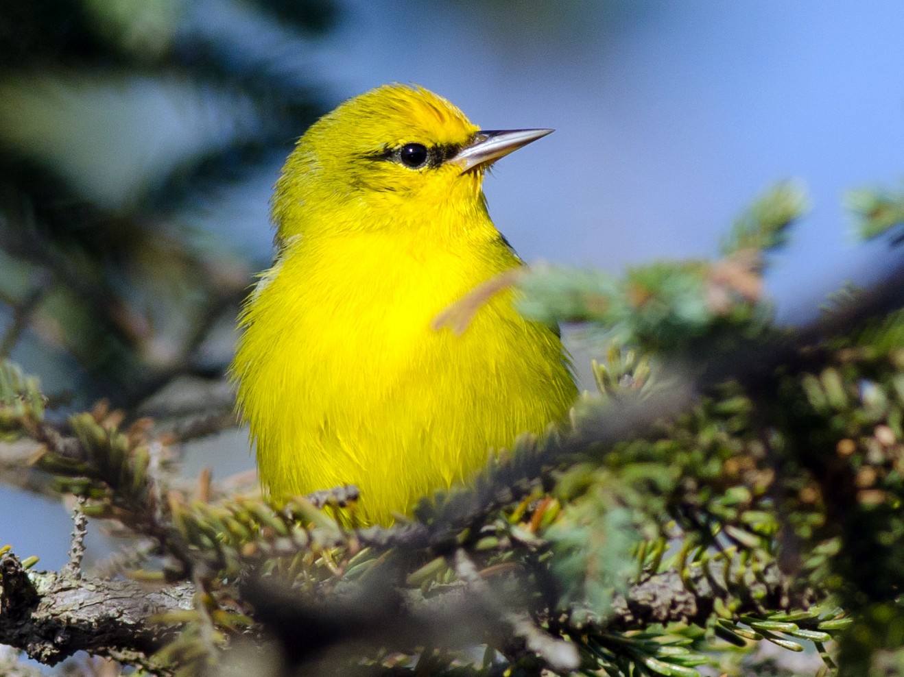 Blue-winged Warbler - eBird