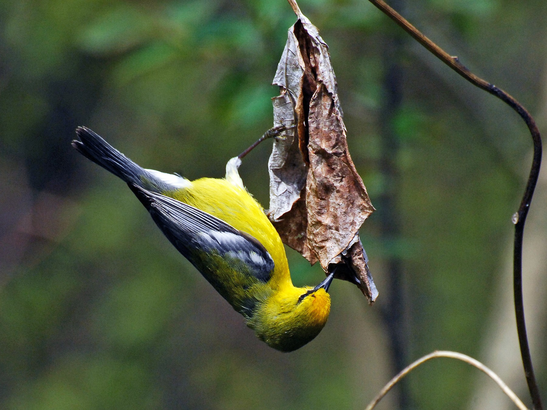 Blue-winged Warbler - eBird