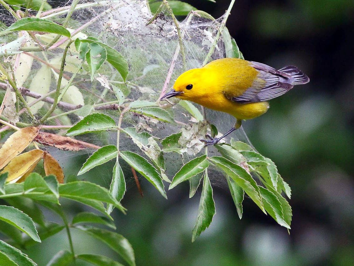 Prothonotary Warbler