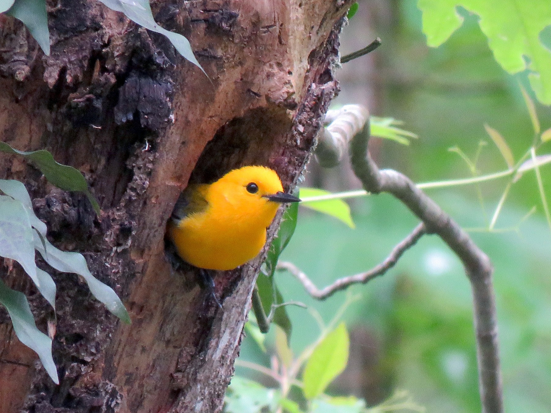 Prothonotary Warbler - eBird