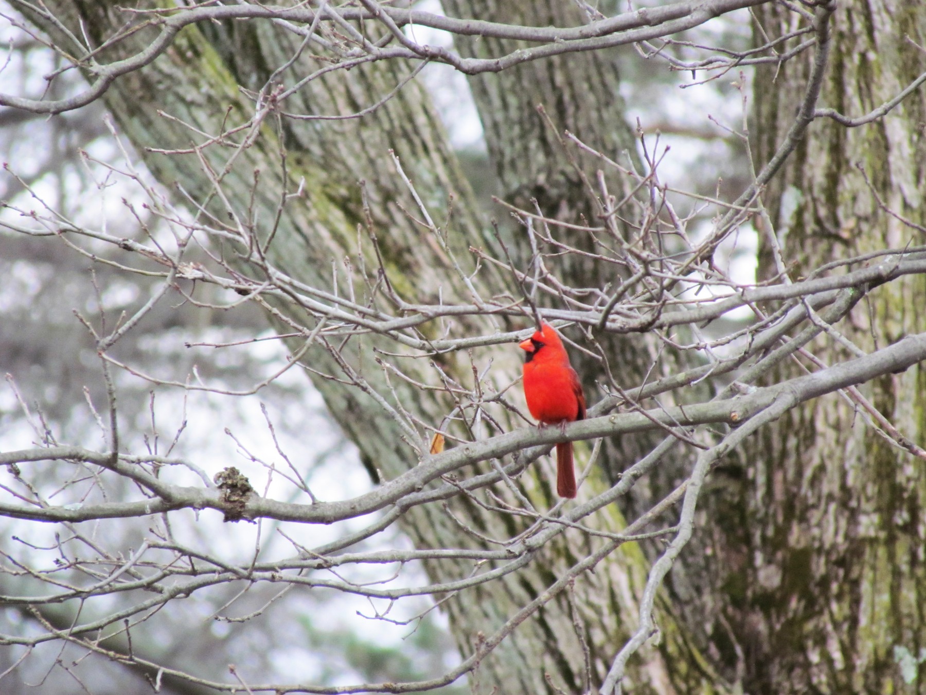 Northern Cardinal - eBird