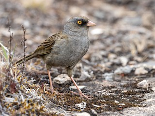 Volcano Junco - Junco vulcani - Birds of the World