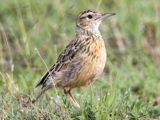 Beesley's Lark - eBird