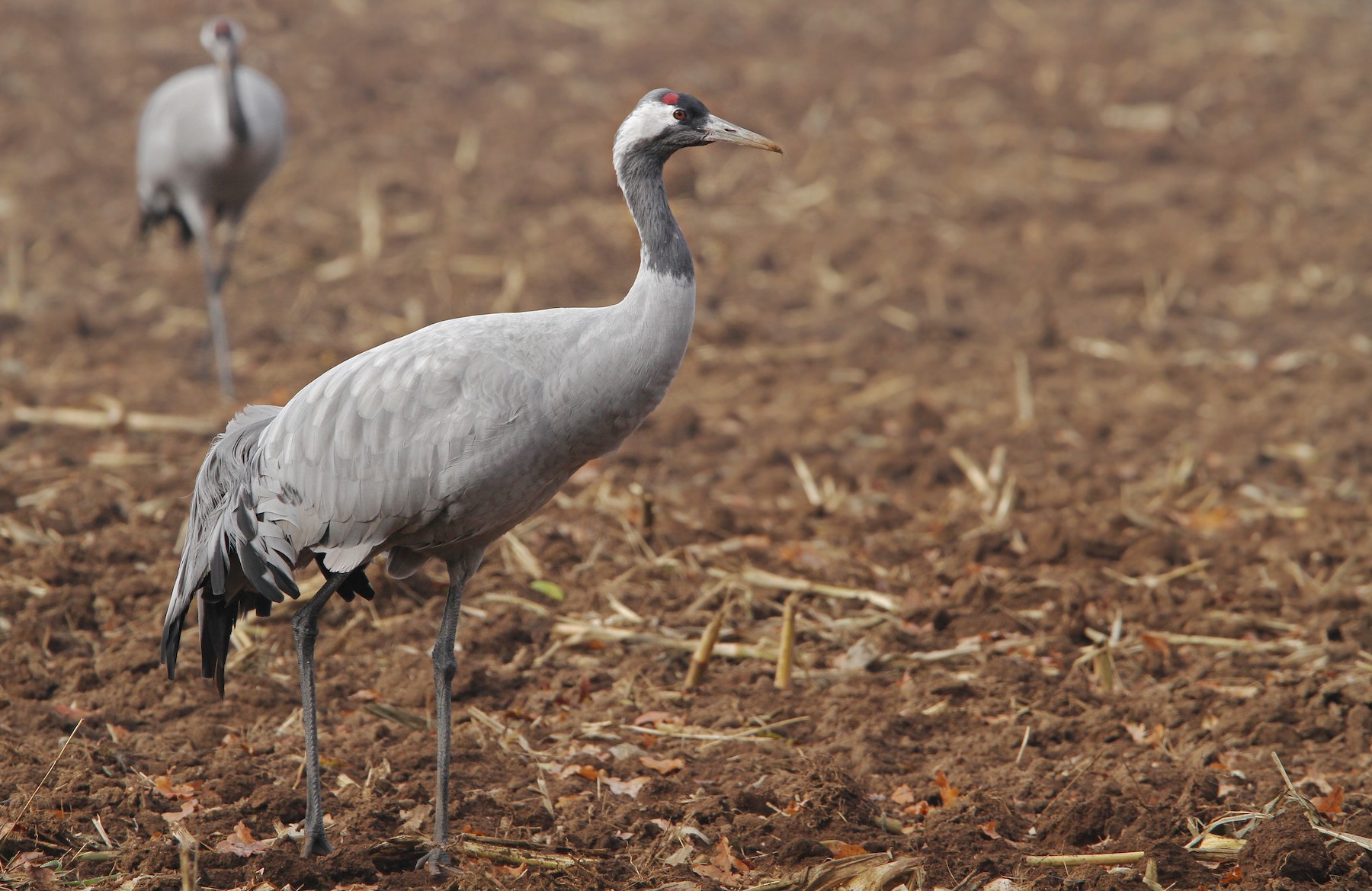 Common Crane - eBird