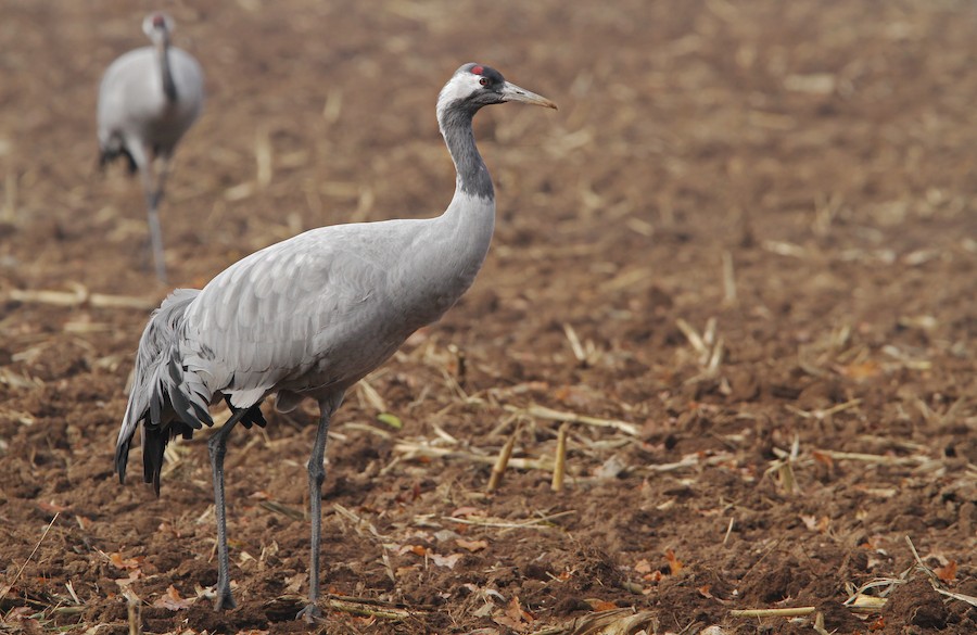 Common Crane - eBird