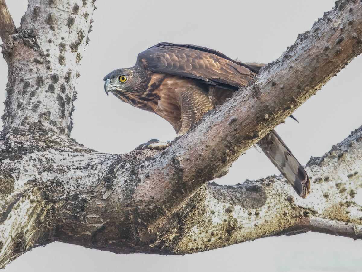 Philippine Hawk-Eagle - Nisaetus philippensis - Birds of the World