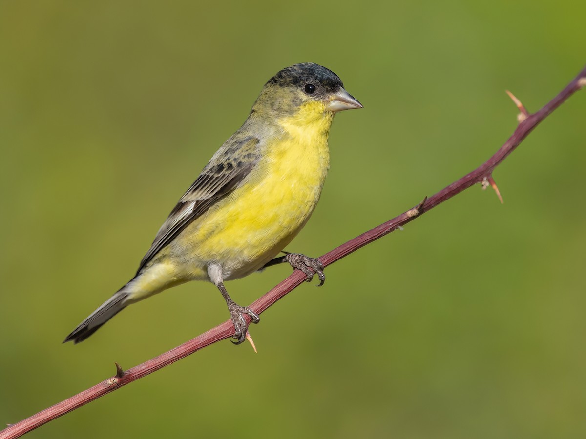 Lesser Goldfinch - Spinus psaltria - Birds of the World