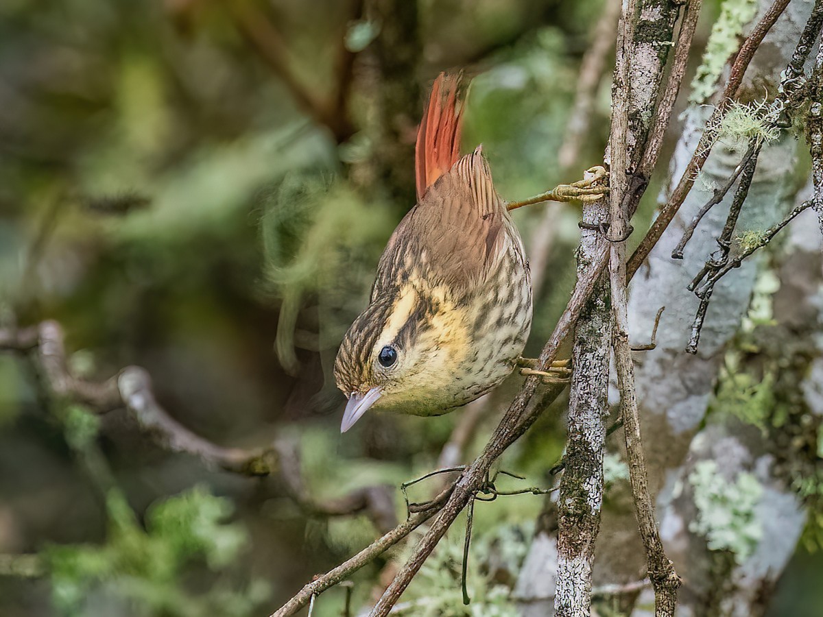 Sharp-billed Treehunter - Heliobletus contaminatus - Birds of the World
