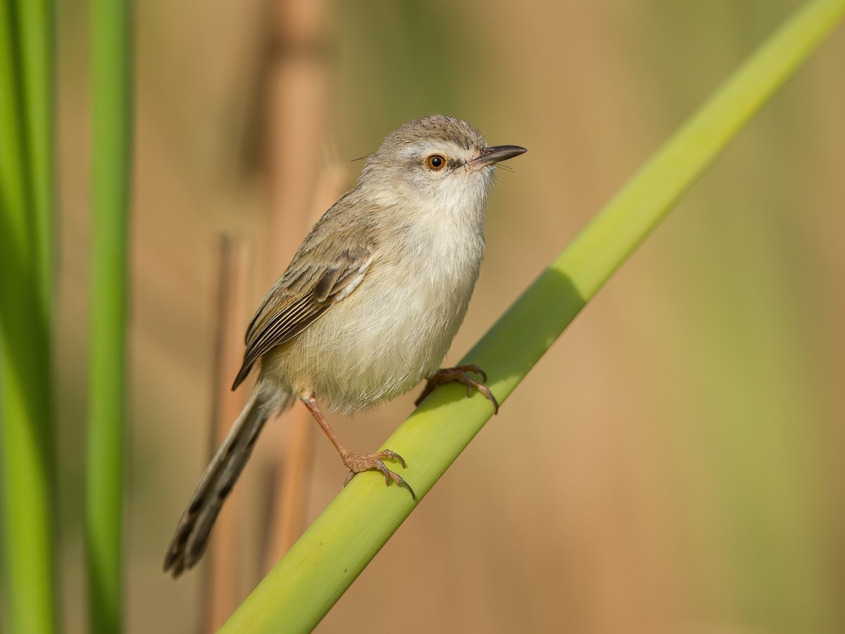 River Prinia - Prinia fluviatilis - Birds of the World