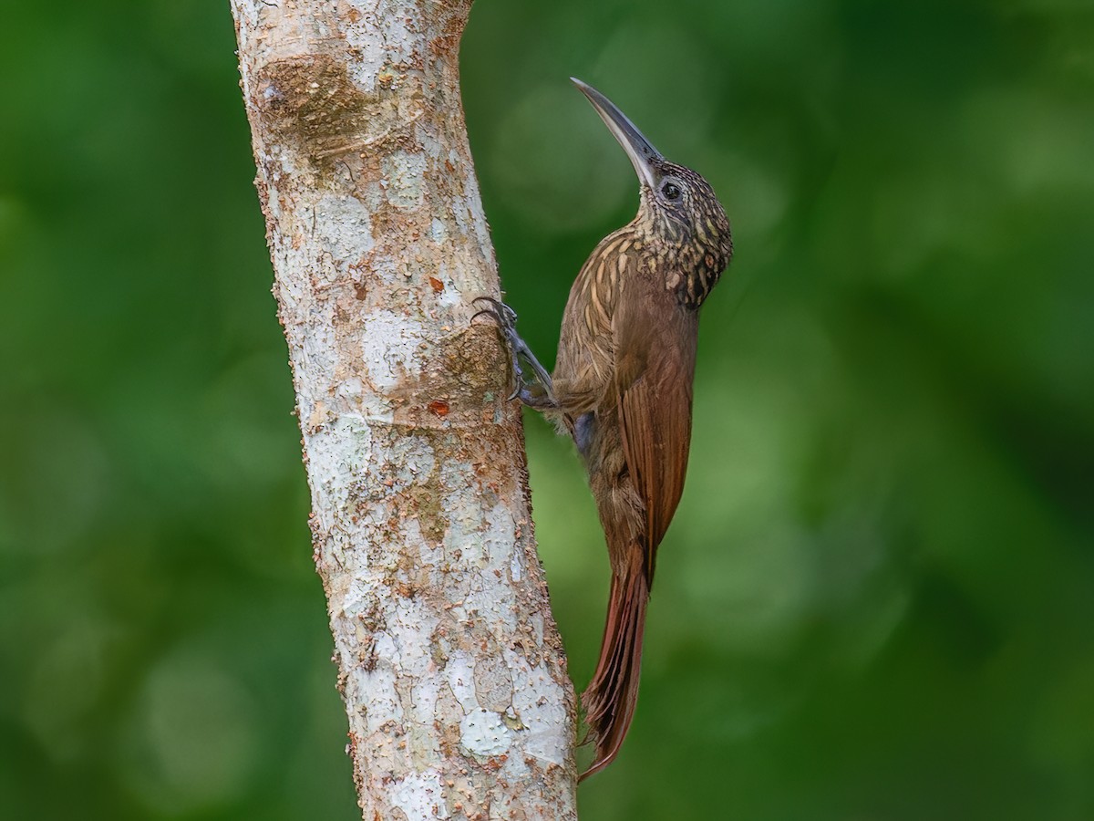 Cocoa Woodcreeper - Xiphorhynchus susurrans - Birds of the World