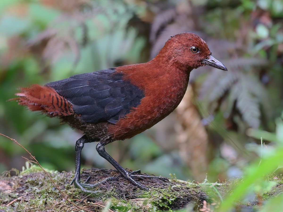 Forbes's Forest Rail - Rallicula forbesi - Birds of the World