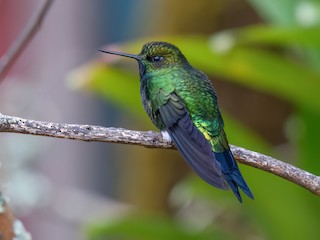 Glowing Puffleg - Eriocnemis vestita - Birds of the World