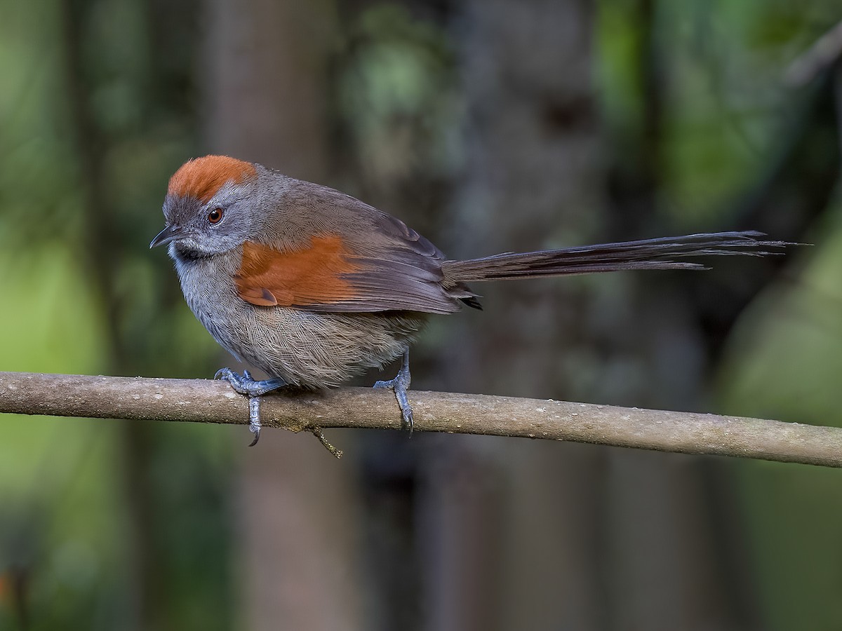 Silvery-throated Spinetail - Synallaxis subpudica - Birds of the World