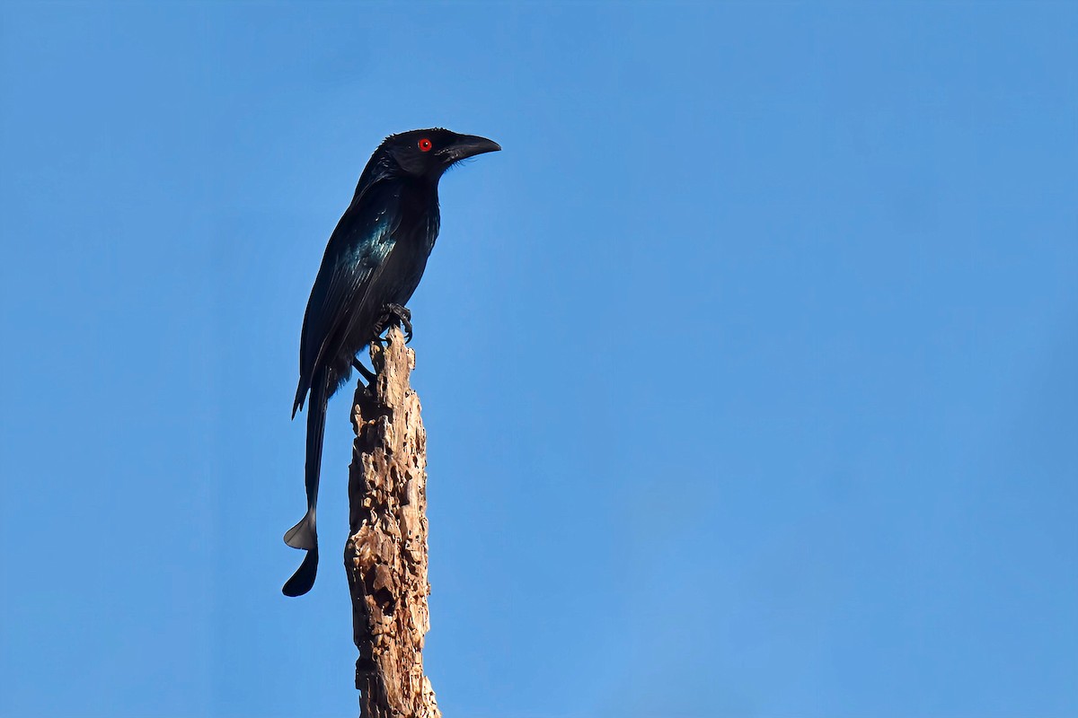 Wallacean Drongo (Sumba) - eBird