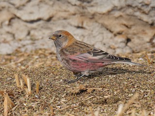 Asian Rosy-Finch - Leucosticte arctoa - Birds of the World