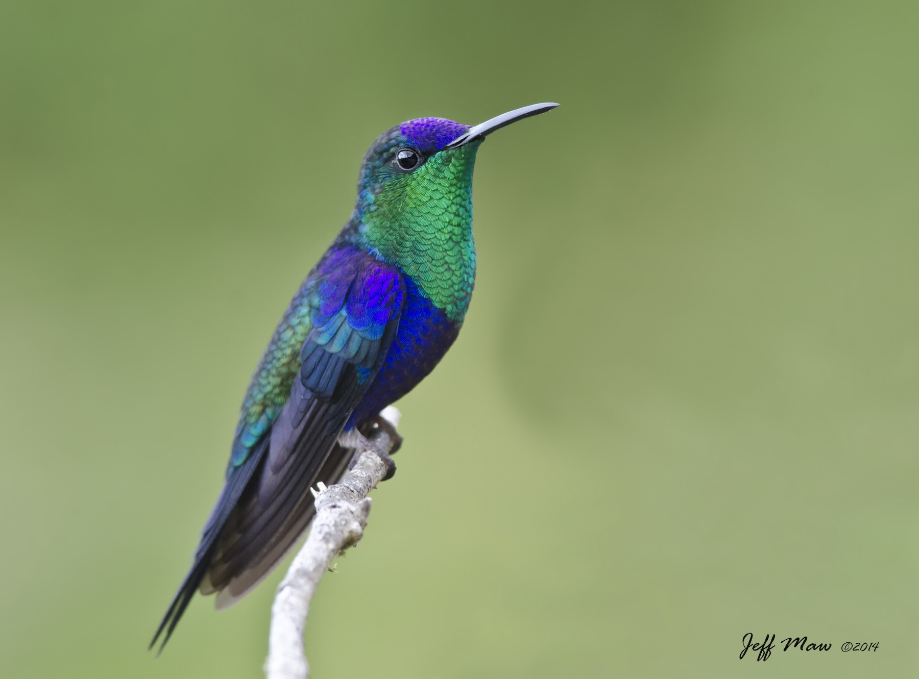 Dryade couronnée (forme à couronne violette) - eBird
