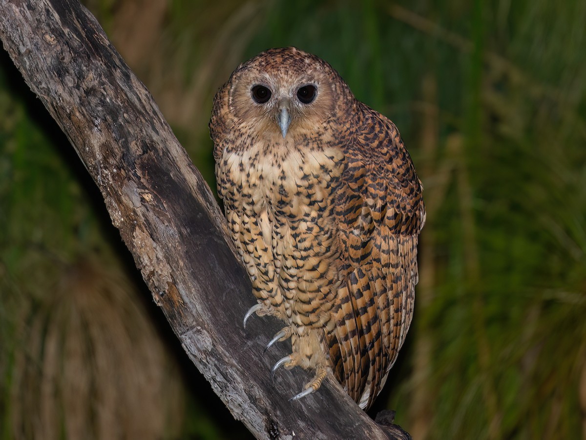 Pel's Fishing-Owl - Scotopelia peli - Birds of the World