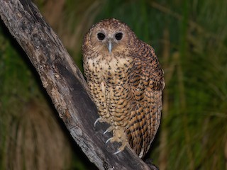 Pel's Fishing-Owl - Scotopelia peli - Birds of the World