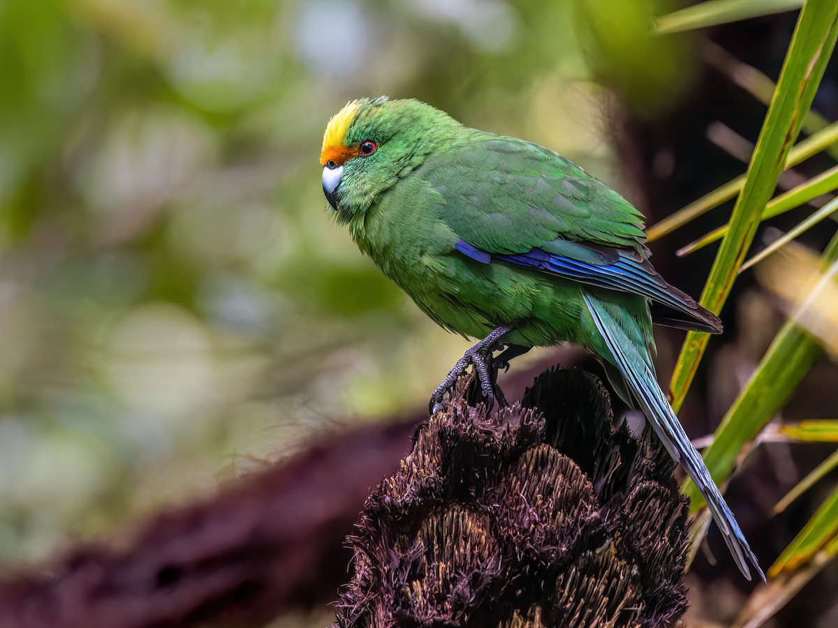 Malherbe's Parakeet - Cyanoramphus malherbi - Birds of the World