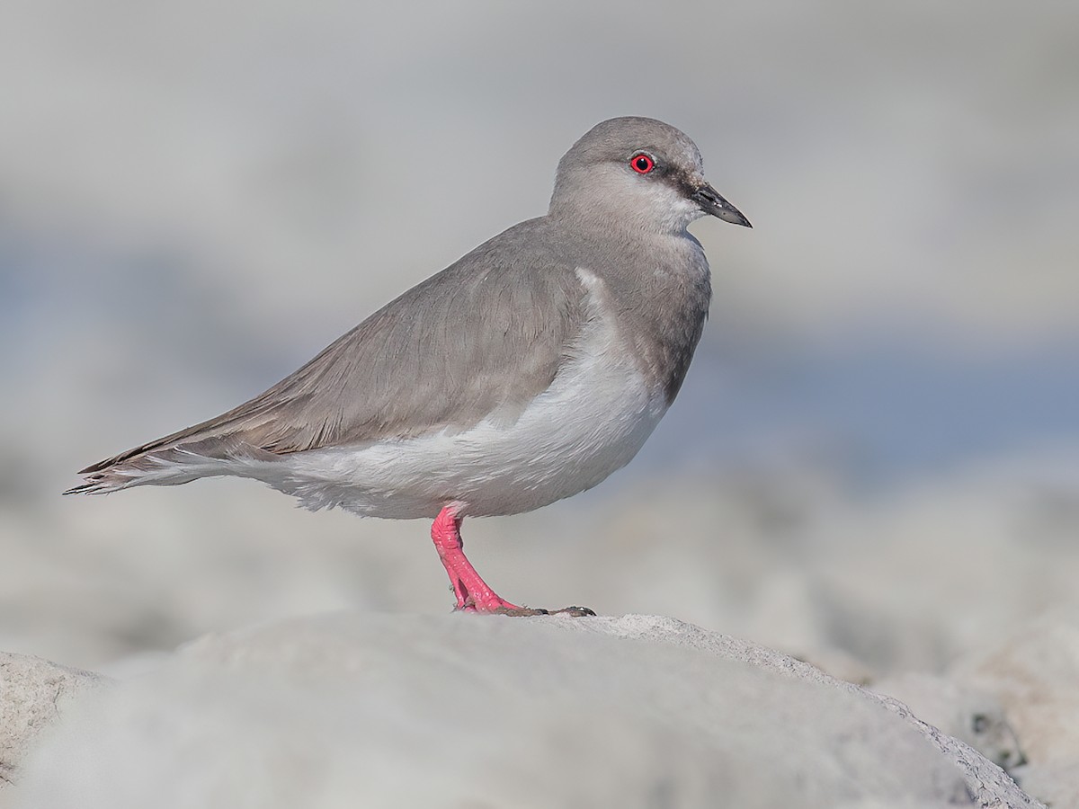 Magellanic Plover - Pluvianellus socialis - Birds of the World