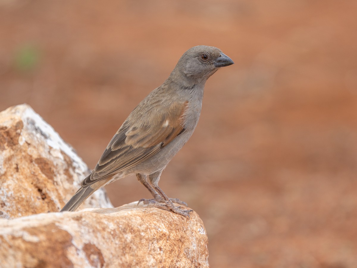 Parrot-billed Sparrow - Passer gongonensis - Birds of the World
