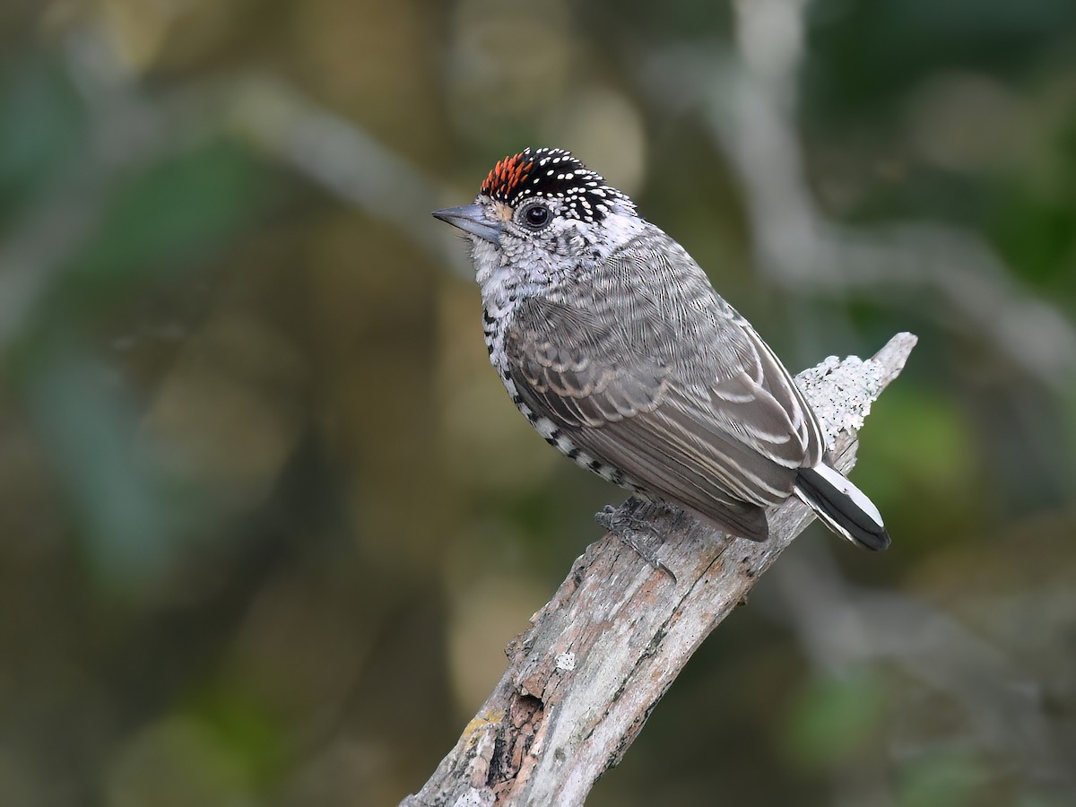 White-barred Piculet - Picumnus cirratus - Birds of the World