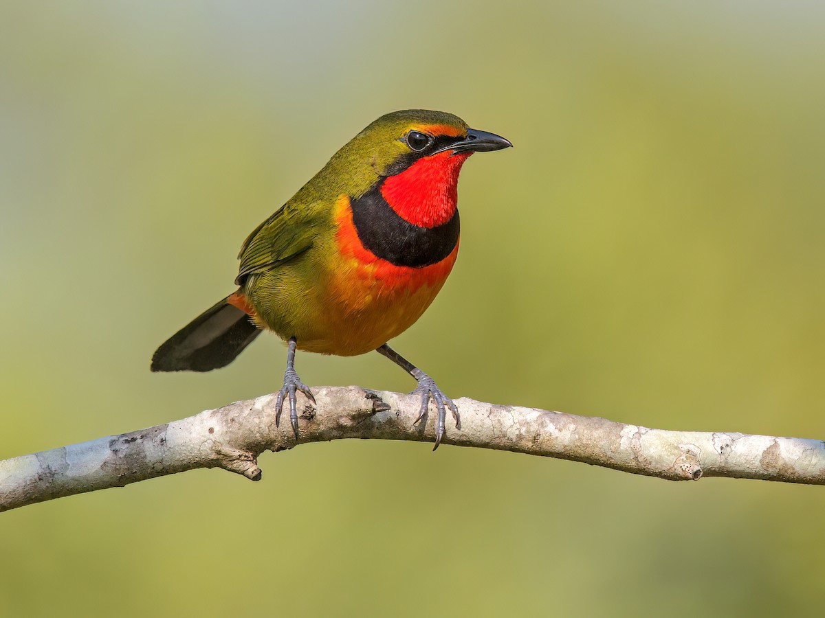 Four-colored Bushshrike - Telophorus viridis - Birds of the World