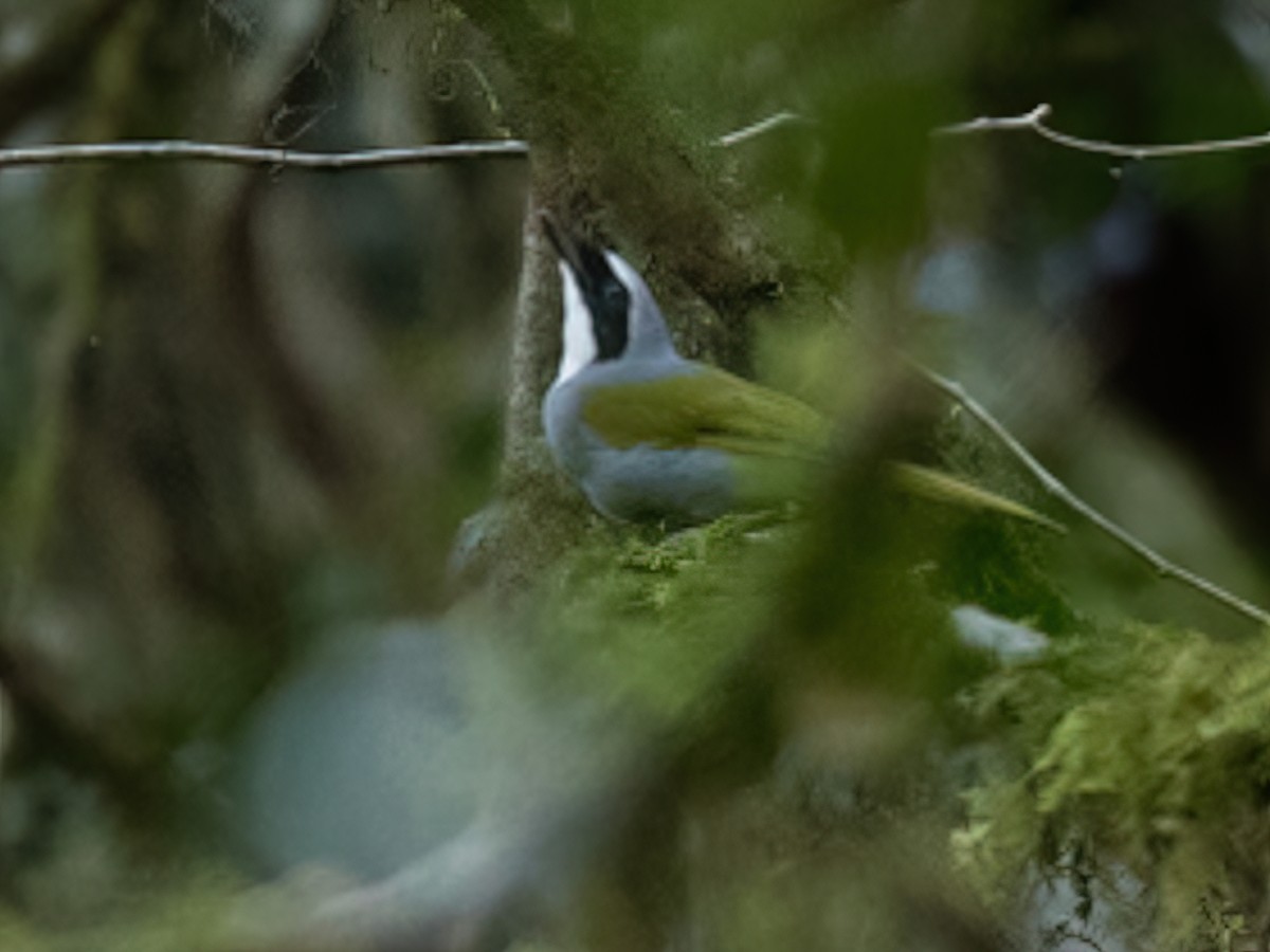 Mount Kupe Bushshrike - Chlorophoneus kupeensis - Birds of the World