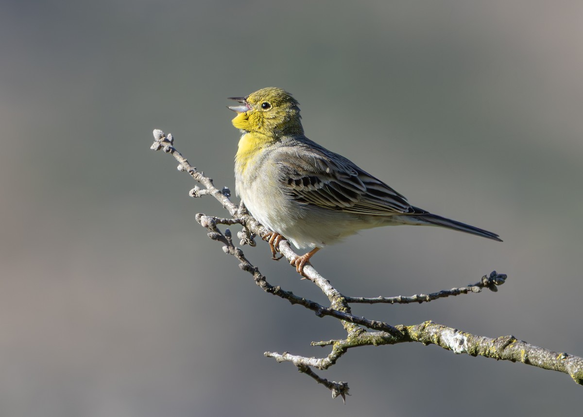 Cinereous Bunting (Gray-bellied) - eBird