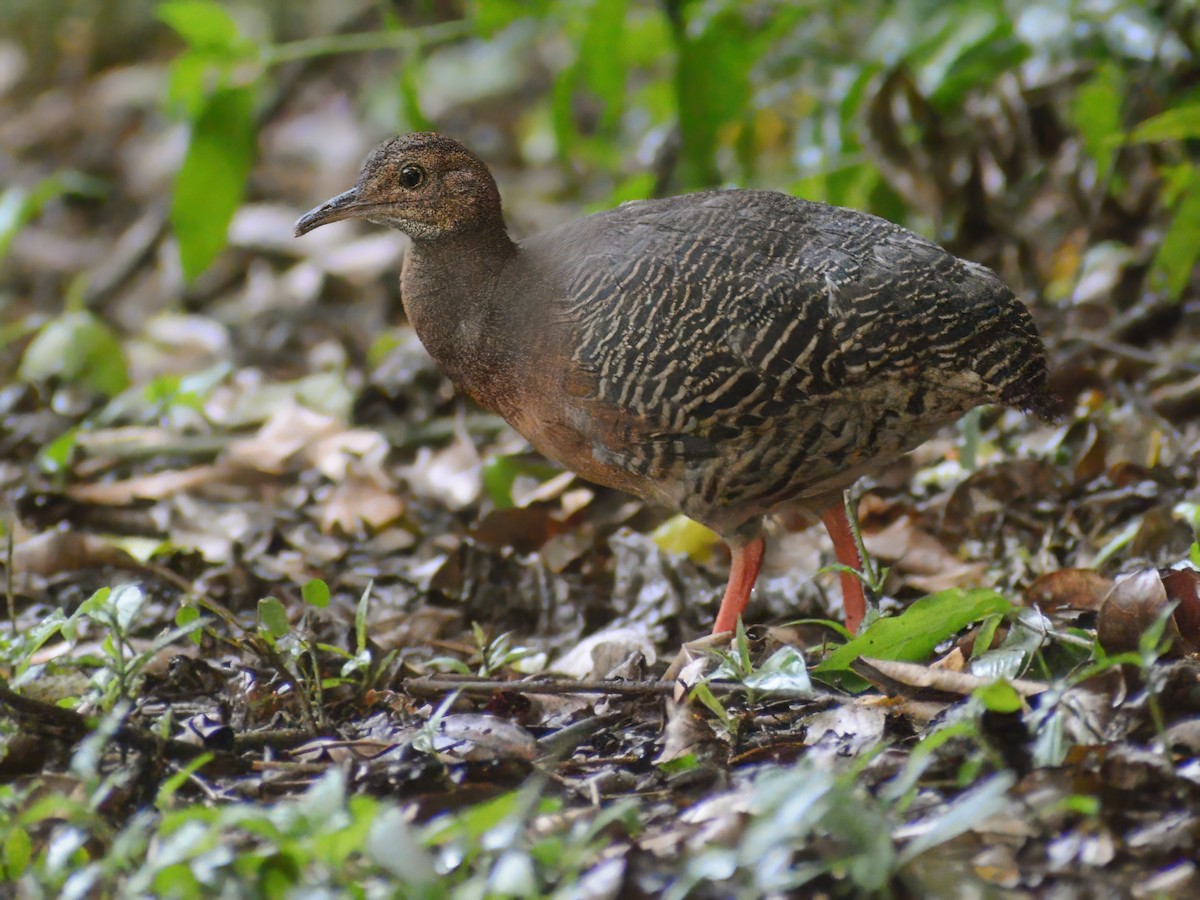 Thicket Tinamou - Crypturellus cinnamomeus - Birds of the World
