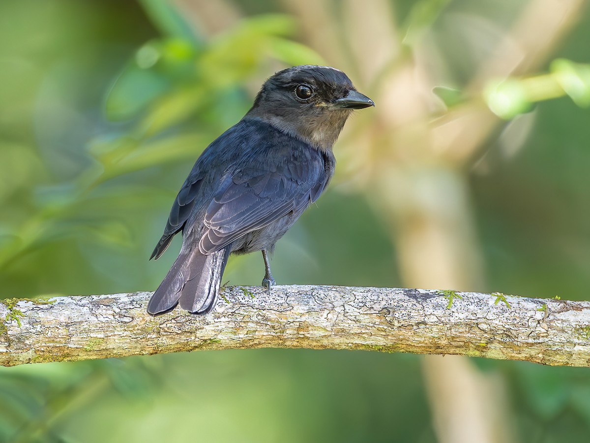 Jamaican Becard - Pachyramphus niger - Birds of the World