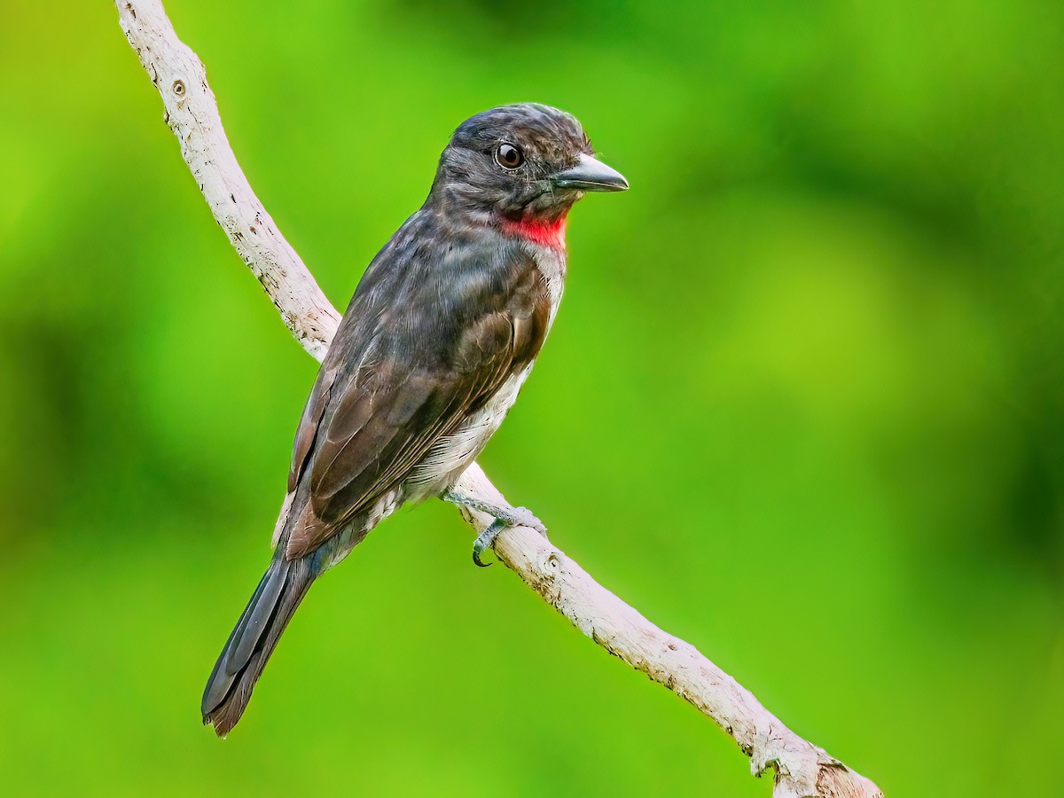 Pink-throated Becard - Pachyramphus minor - Birds of the World