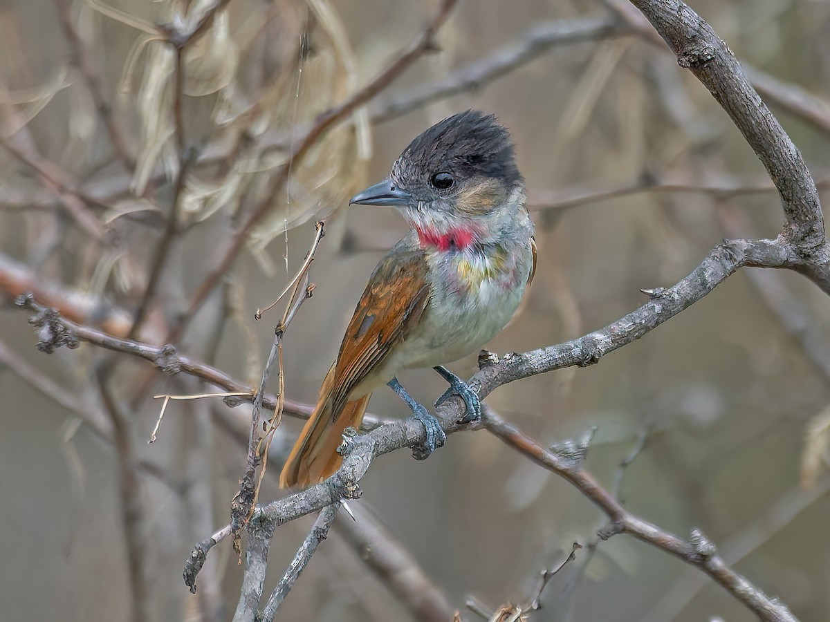 Rose-throated Becard - Pachyramphus aglaiae - Birds of the World